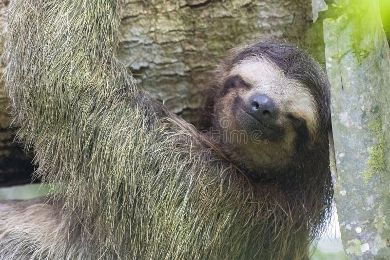 Close up of a Sloth stock photo. Image of animal, close - 318227332
