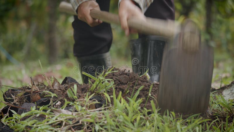 Agriculture. Hand Water One Green Wheat in the Soil Field Water Drops ...
