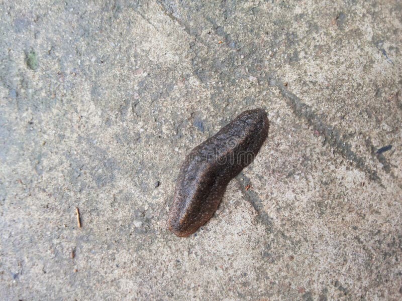 Slug on the floor stock image. Image of deroceras, animals - 40639421