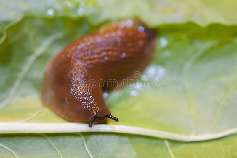 Close up of slug stock photo. Image of outdoors, horizontal - 46988086