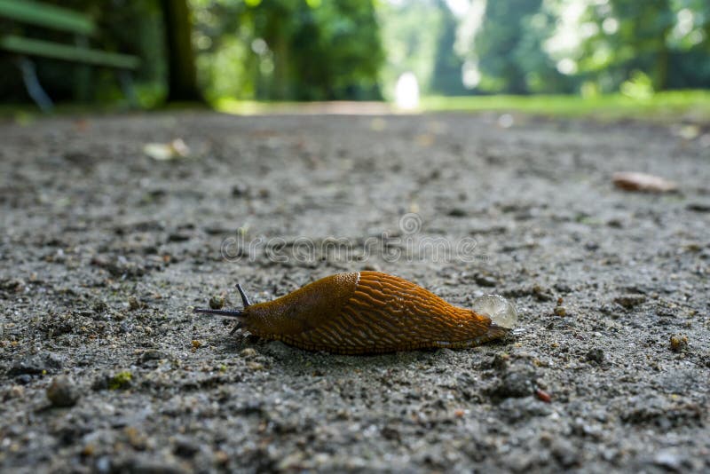 Red slug at feed stock image. Image of macro, closeup - 33246341