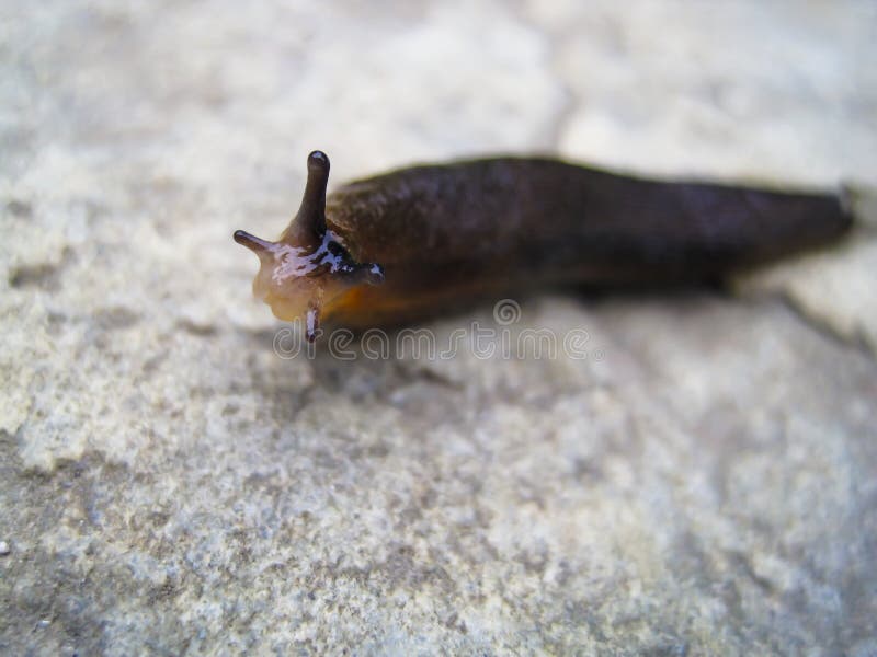 Close Up of a Slug on a Rock Stock Photo - Image of gastropod, close ...