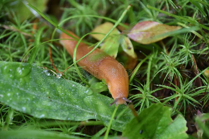 Close Up with a Slug or Snail Stock Image - Image of animal, macro ...