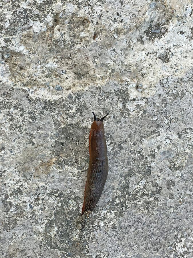 Close up slug in nature stock image. Image of close - 231060341