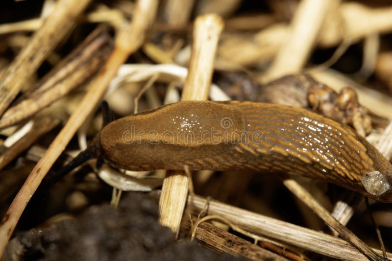 Close Up of Slugs on a Moist Ground after the Rain Stock Photo - Image ...