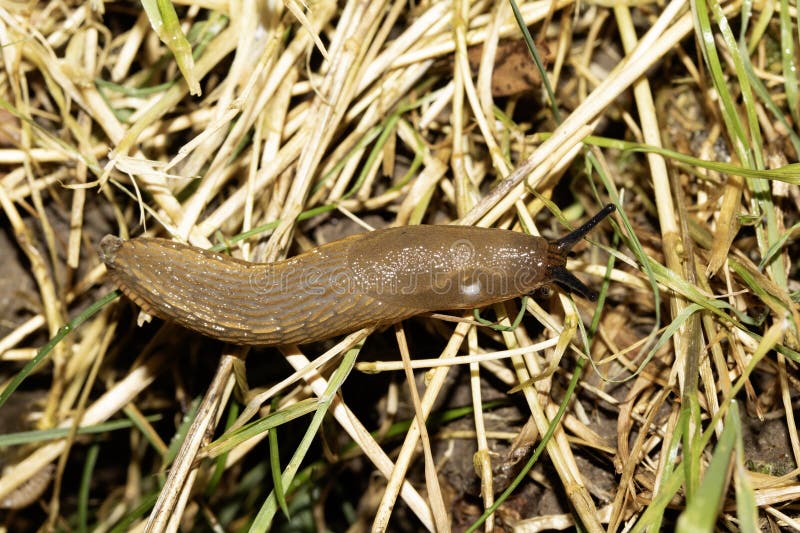 Close Up of Slugs on a Moist Ground after the Rain Stock Photo - Image ...