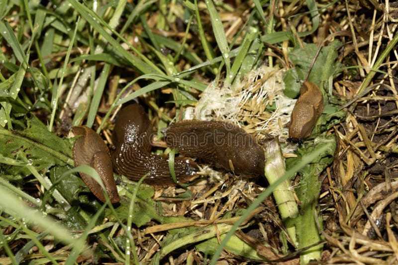 Close Up of Slugs on a Moist Ground after the Rain Stock Photo - Image ...