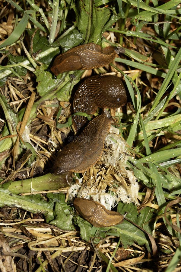 Close Up of Slugs on a Moist Ground after the Rain Stock Photo - Image ...
