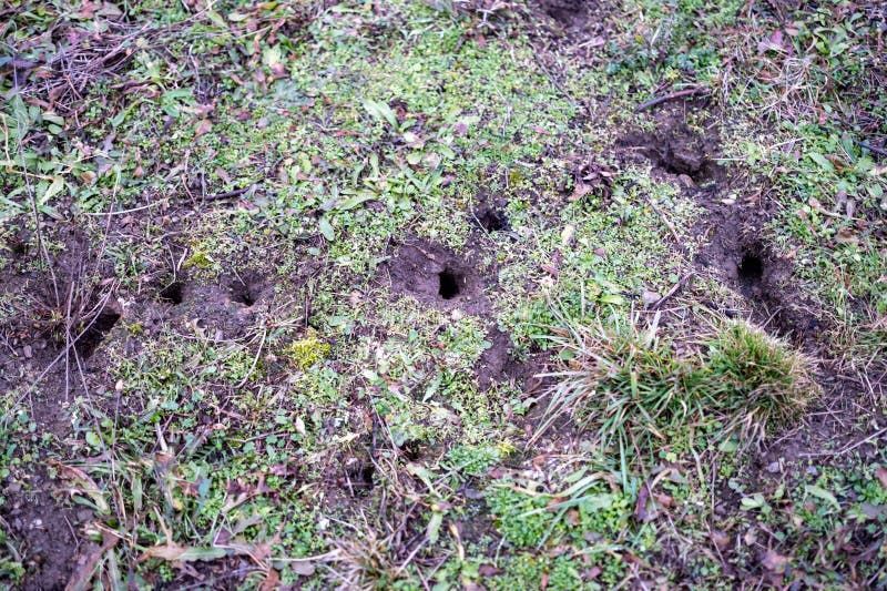 Close-Up of Small Animal Burrows in Grass Stock Image - Image of ...