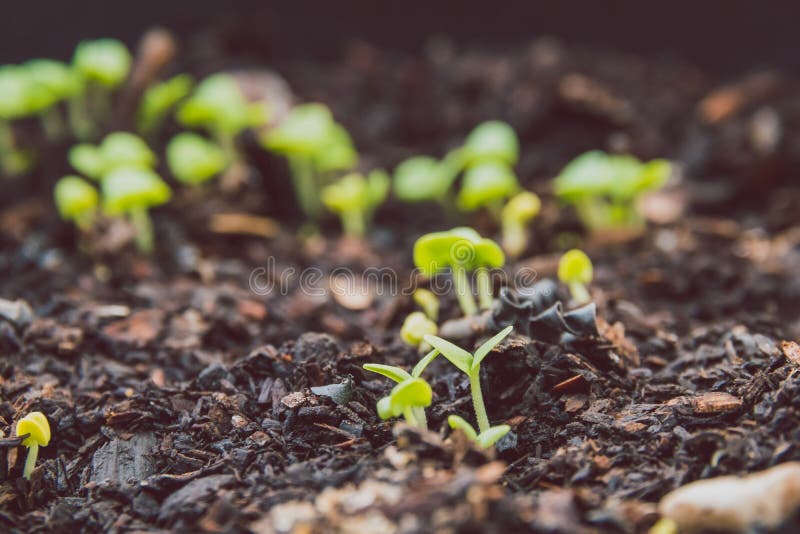 Close-up of Small Basil Seedlings Popping Up from the Ground Stock ...