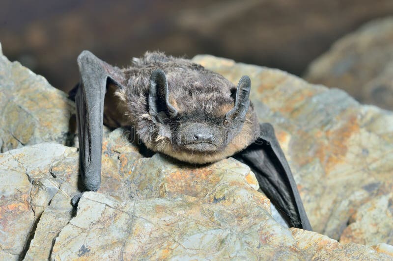 Small bat stock image. Image of beast, winged, close - 107487625