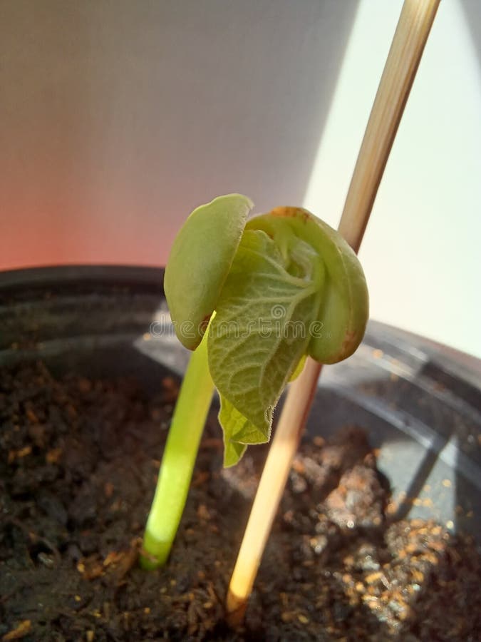 Close-up of a Small Bean that is Sprouting. Stock Photo - Image of ...