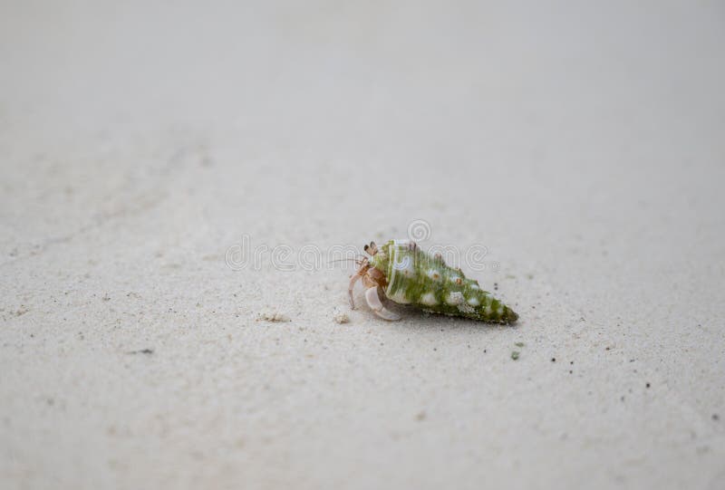 Close-up of a Small Beautiful Hermit Crab on the Fine Sand in the Soft ...