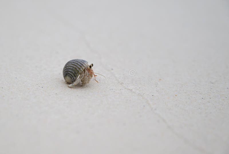 Empty Hermit Crab Shell Stock Photos - Free & Royalty-Free Stock Photos ...