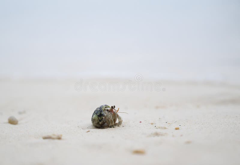 Close-up of a Small Beautiful Hermit Crab on the Fine Sand in the Soft ...