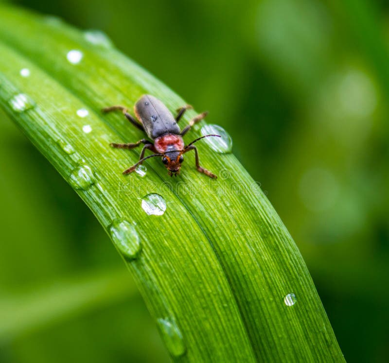 A Close Up of the Small Beetle Chafer on Grass-blade with Drops of Dew ...