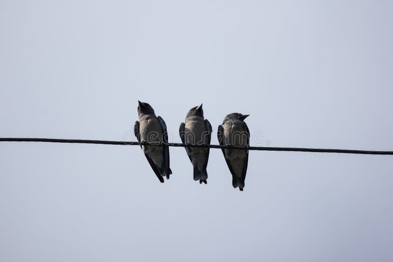 Small Bird on Electricity Line Stock Photo - Image of face, natural ...