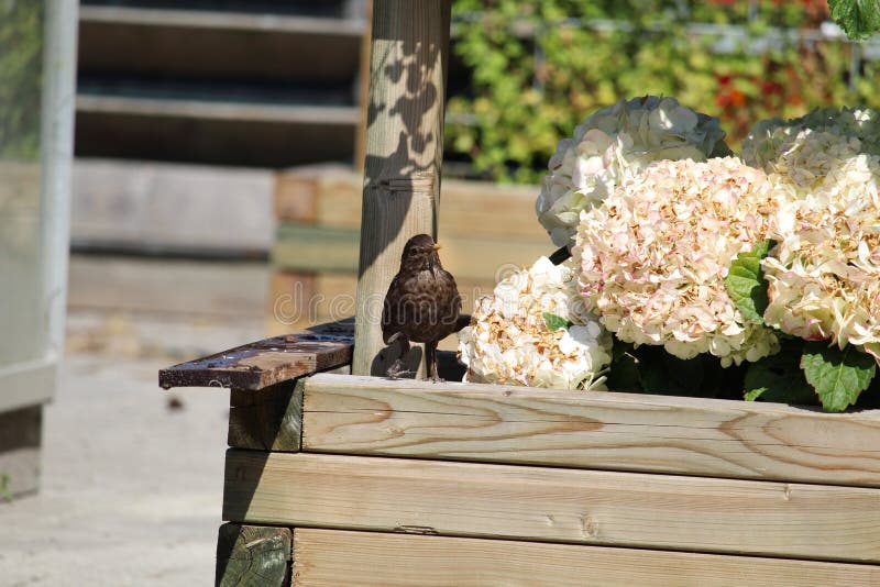 Small Bird Close Up stock photo. Image of landscape - 122623696