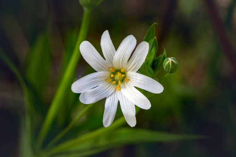 Close-up of a Small Blossom Stock Photo - Image of macro, leaf: 179647272