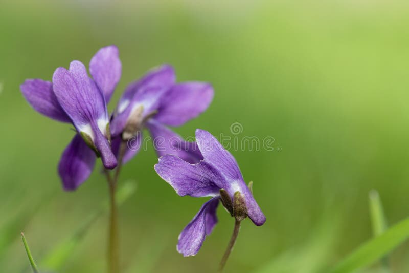 Close-up of Small Blue Violets Growing in the Meadow in Spring. the Sun ...