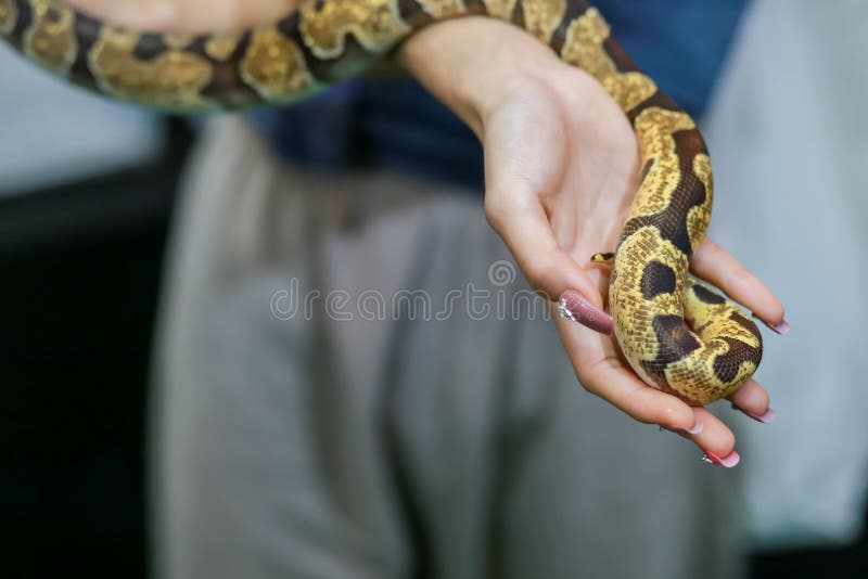 Close-up of a Small Boa Snake with a Beautiful Pattern Stock Photo ...