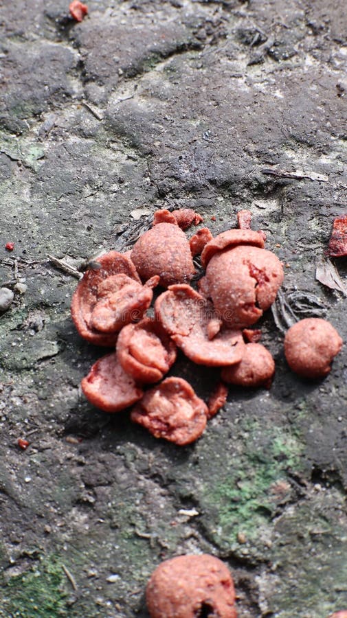Close-up of Small Brown Disc-Shaped Objects on Rough Gray Surface ...