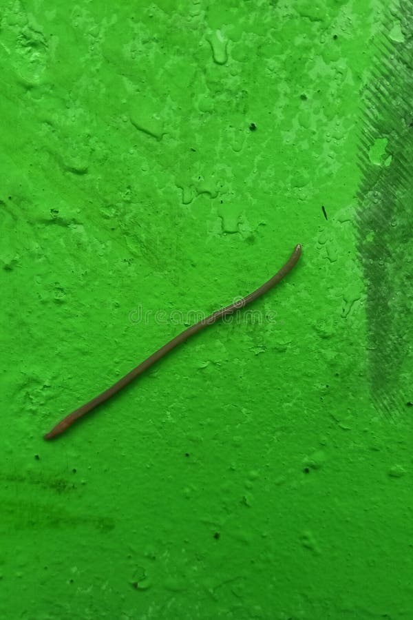A worm crawls on the wall stock image. Image of gelatin - 350087731