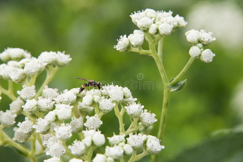Close Up of Small Budding Plant with White Flowers Stock Image - Image ...
