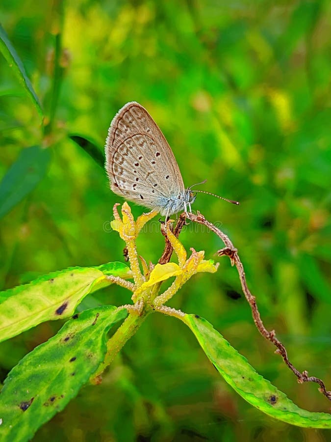 Close Up Small Butterfly with a Beautiful Soft Gradient Background ...