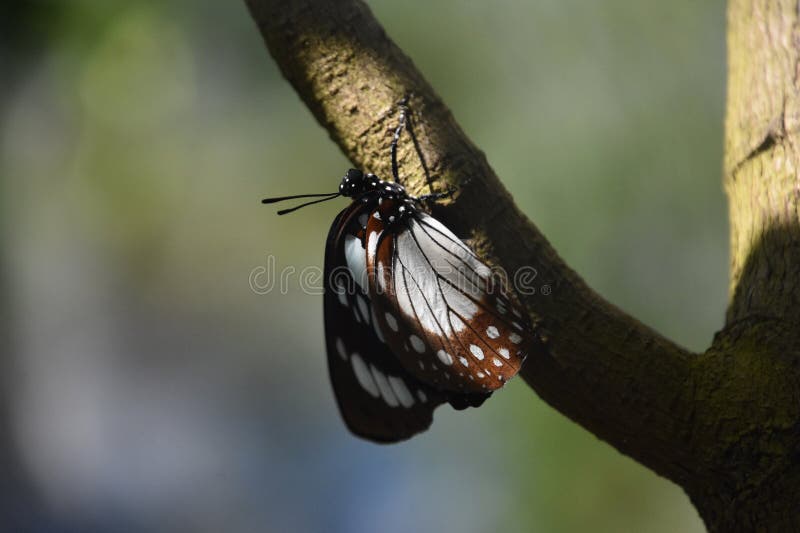 Close Up of a Small Butterfly on a Tree Branch Stock Image - Image of ...