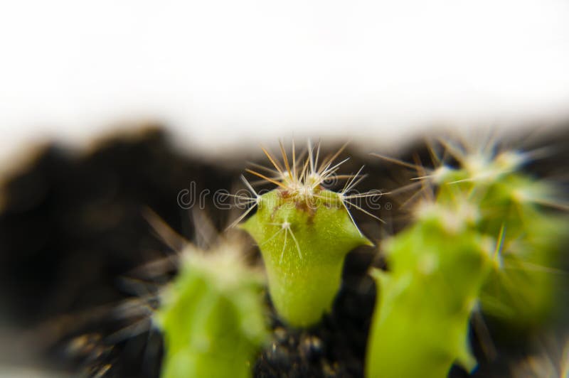 Cactus with New Sprouts for Breeding in the Greenhouse Stock Image ...