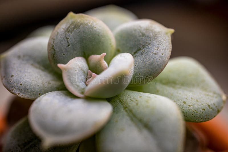 Close Up of Small Cactus with Soft Selective Focus, Blurred Background ...