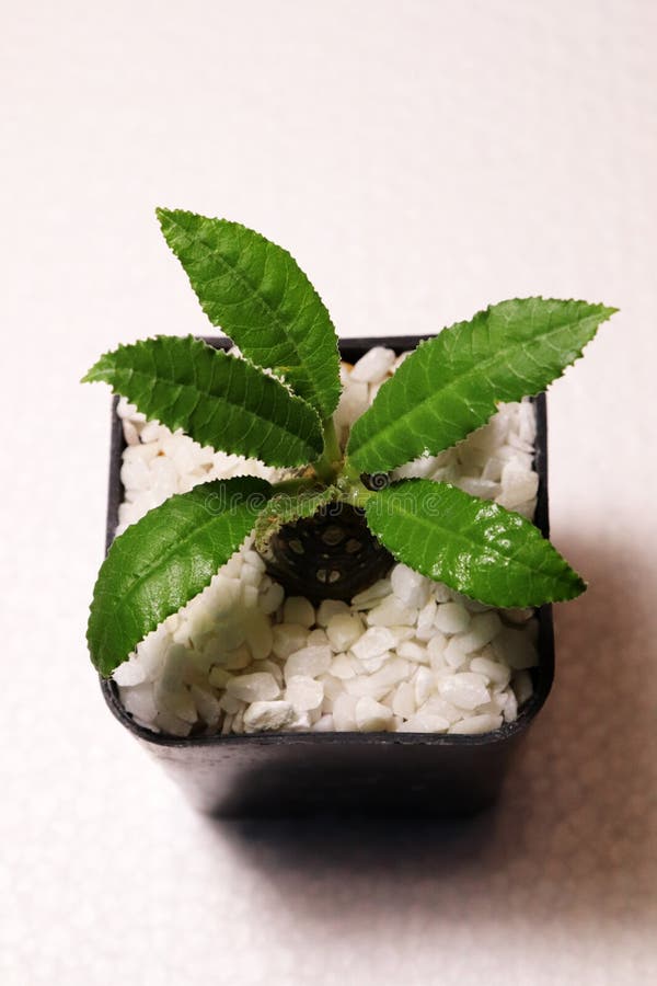 The Close Up of a Small Coconut Tree Stock Image - Image of plants ...