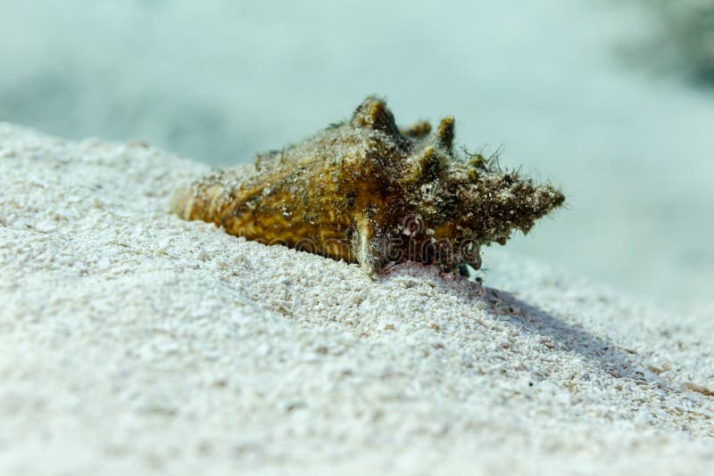 Conch shell on a floor stock image. Image of seashell - 131059179