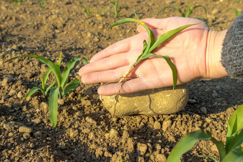 Close-up of Small Corn Plants from Organic Farming with Farmer S Hand ...