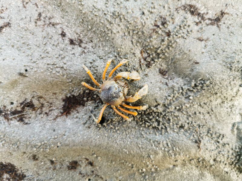 Crab Digging Sand Close Up View Small Beach Wildlife Stock Photos ...
