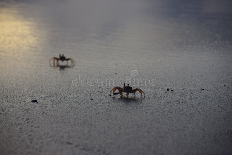 Close up small crab stock photo. Image of small, crab - 114320088