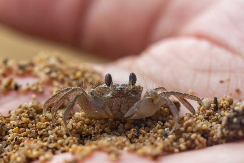 A small crab in a palm stock image. Image of food, summer - 284870915