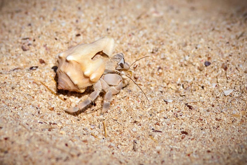 Close-up Small Crab in the Shell Stock Photo - Image of meal, life ...