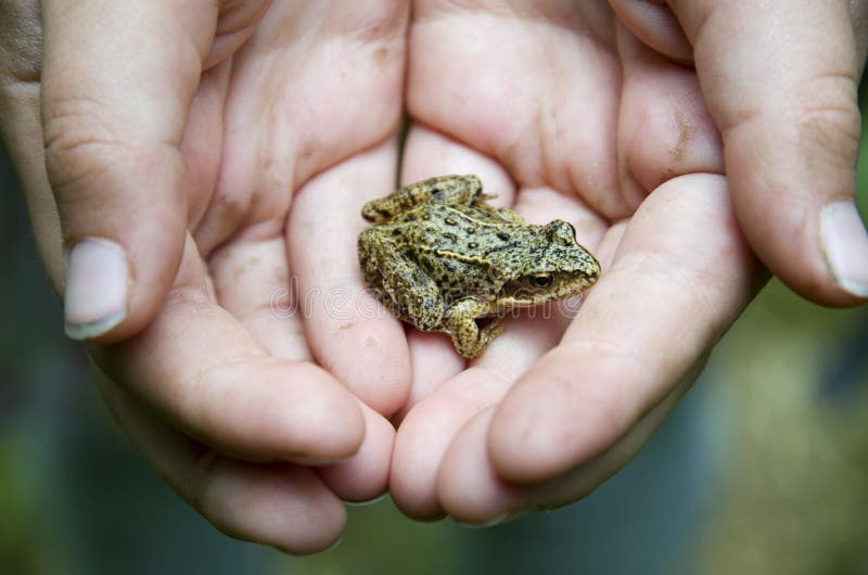 Frog in hands stock image. Image of hands, save, frog - 225964379