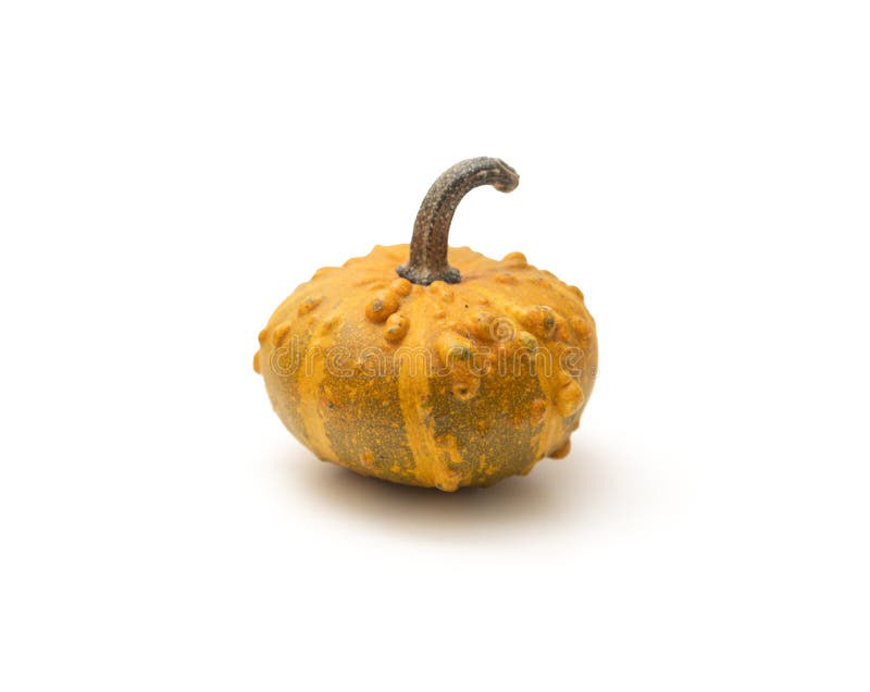Close-up of a Small Decorative Gourd with a Unique Bumpy Stock ...