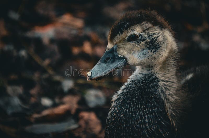 Close Up of a Small Duck on a Field of Leaves Stock Image - Image of ...