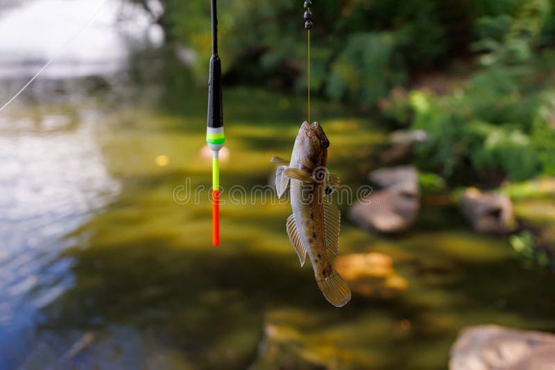 Close-up of a Small Fish on a Hook Near the Float on the Background of ...