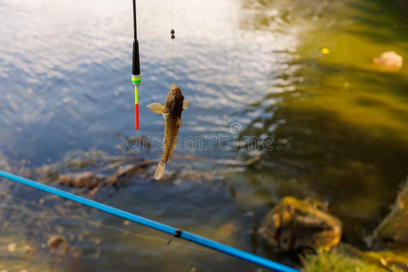 Close-up of a Small Fish on a Hook Near the Float on the Background of ...
