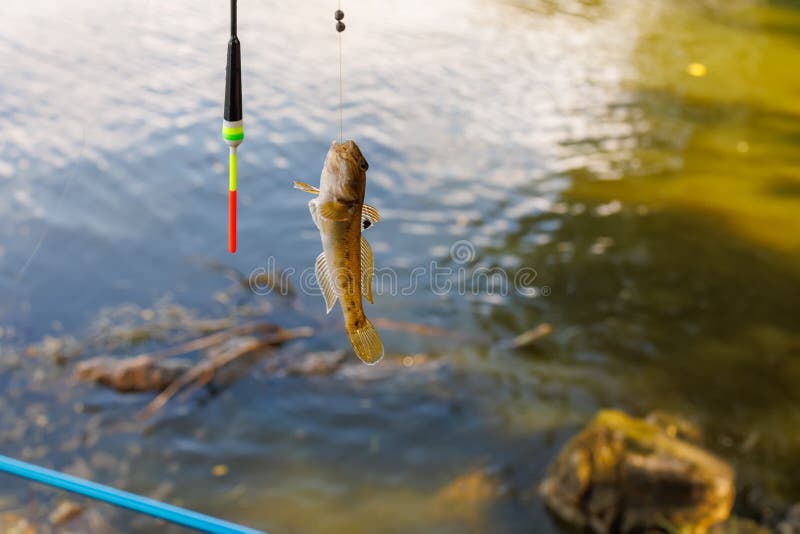 Close-up of a Small Fish on a Hook Near the Float on the Background of ...