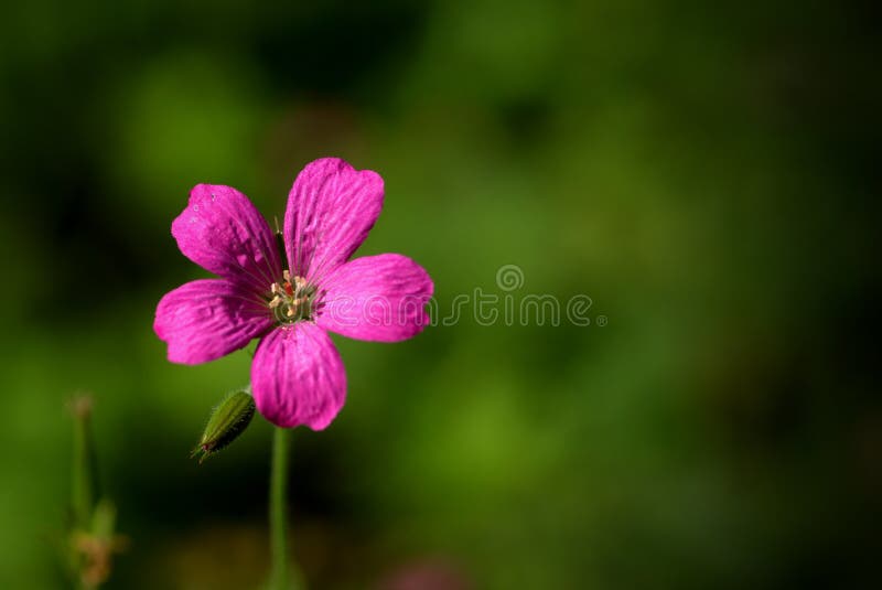 Geranium palustre stock image. Image of freshness, head - 195984377