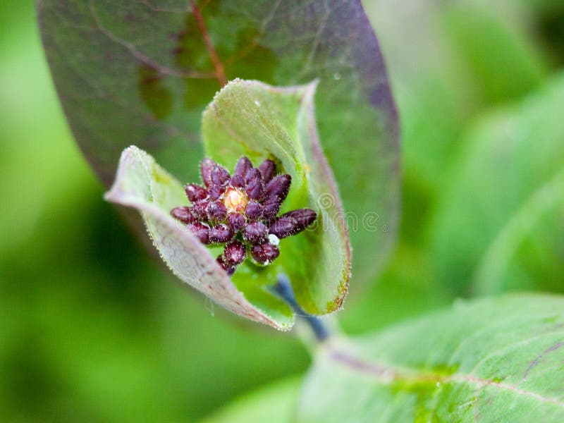 A Close Up a Small Flower in Spring Inside Its Leaf and Budding Stock ...