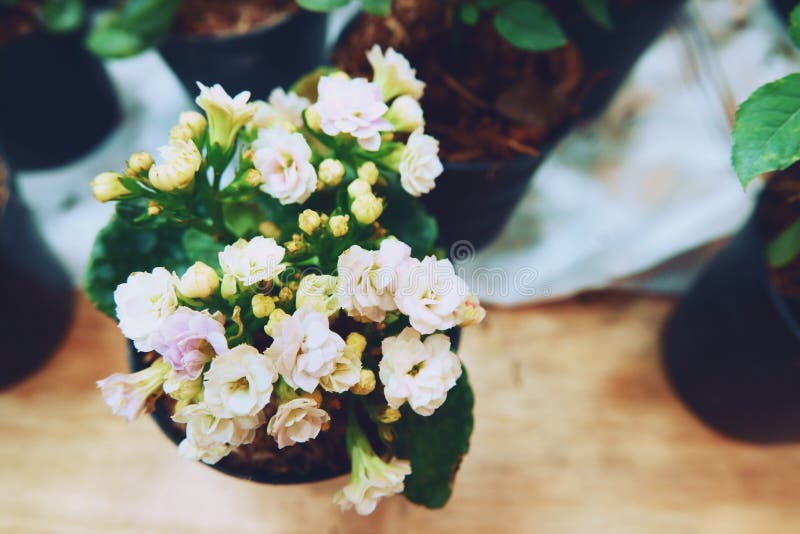 Close Up Small Flowers in Garden Background Texture Stock Photo - Image ...