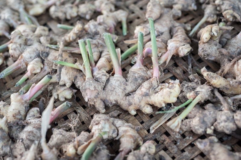 Small Ginger in Bamboo Basket Stock Photo - Image of close, market ...