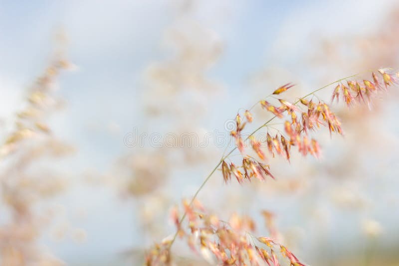Small Grass Flowers and Blur Focus Background Stock Image - Image of ...